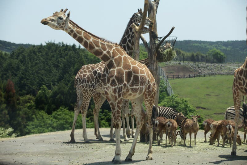Animal stock photo. Image of mammal, zebra, group, herbivorous - 81542498