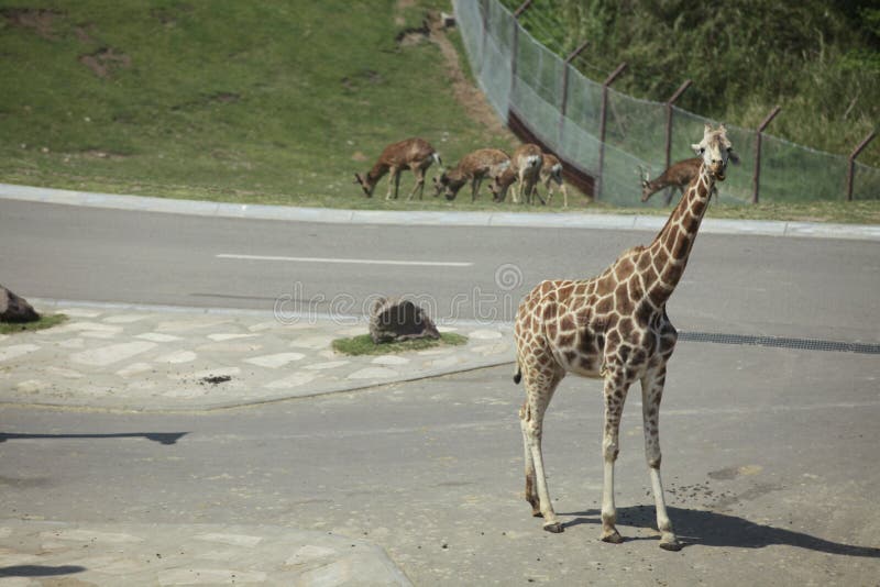Animal stock image. Image of giraffe, zoology, wildlife - 81542509