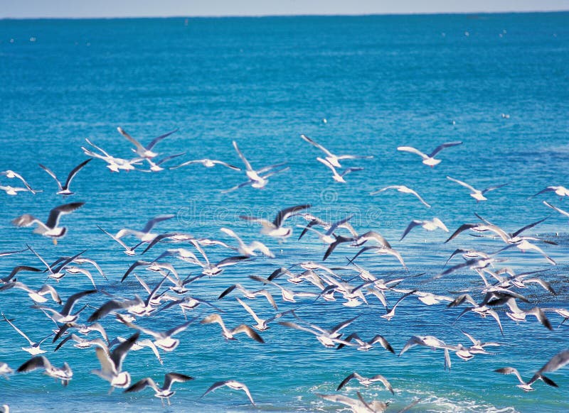 Animal stock photo. Image of seagull, gull, parrot, zoology - 81543470