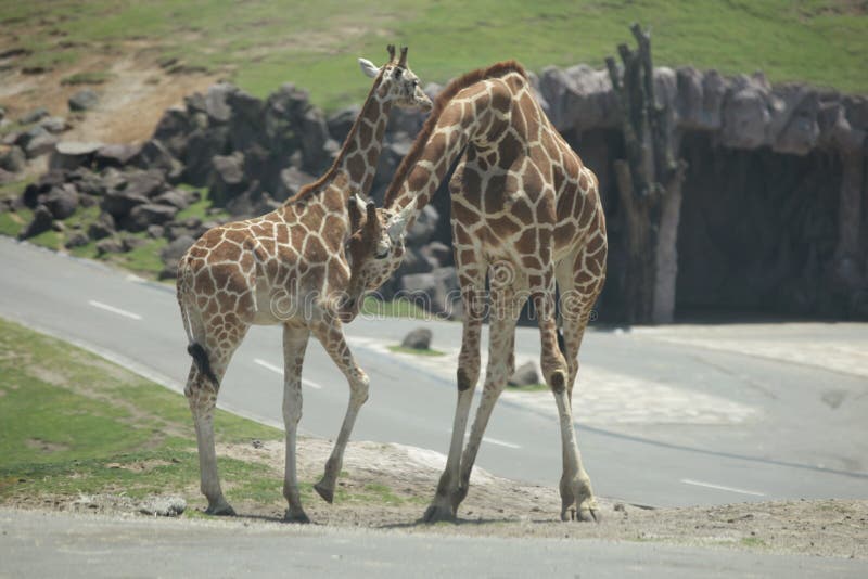 Animal stock image. Image of animal, zoology, giraffe - 81544931