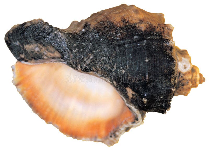 Animal stock image. Image of hermit, objects, shell, squid - 81558503