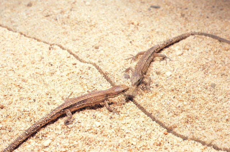 Animal stock photo. Image of organism, lizard, reptile - 81560548