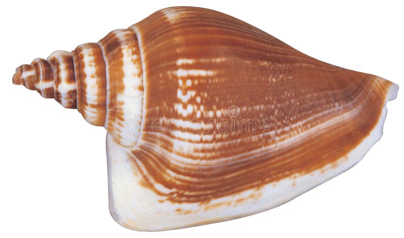 Animal stock photo. Image of zoology, octopus, working - 81560586