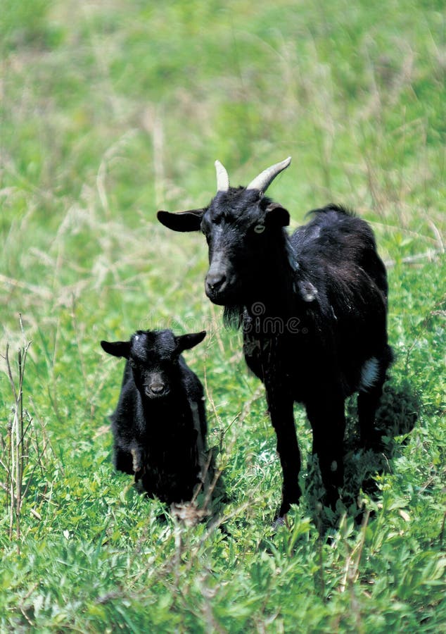 Animal stock image. Image of field, paddock, moor, animals - 81561063