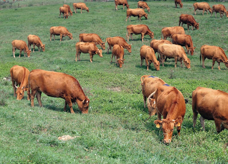 Animal stock image. Image of field, zoology, plateau - 81562151