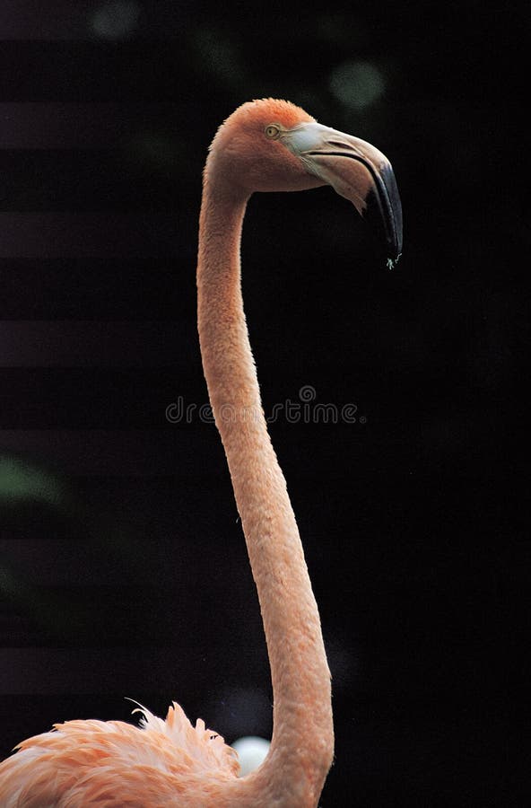 Animal stock photo. Image of flamingo, parrot, dancing - 81562724