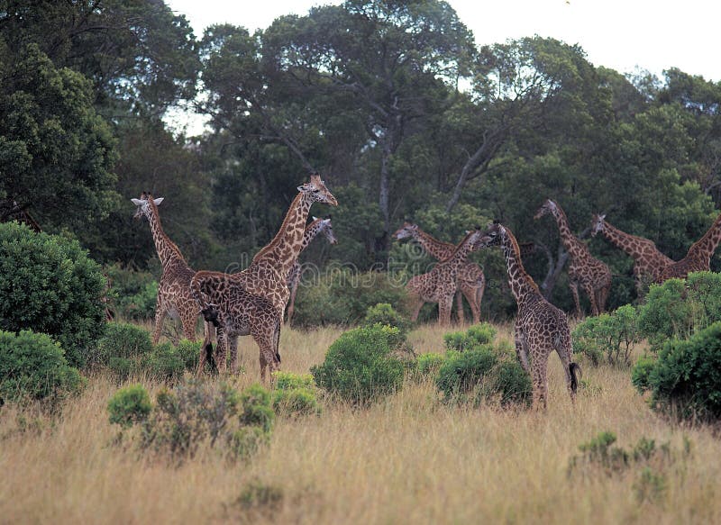 Animal stock image. Image of giraffe, animals, crowd - 81562777