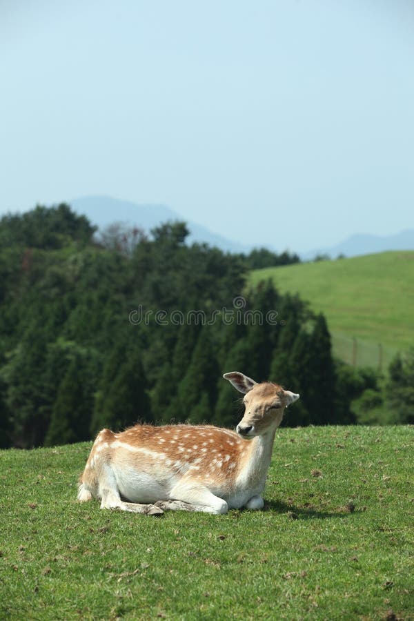 Animal stock photo. Image of zoology, vertical, animal - 81563518