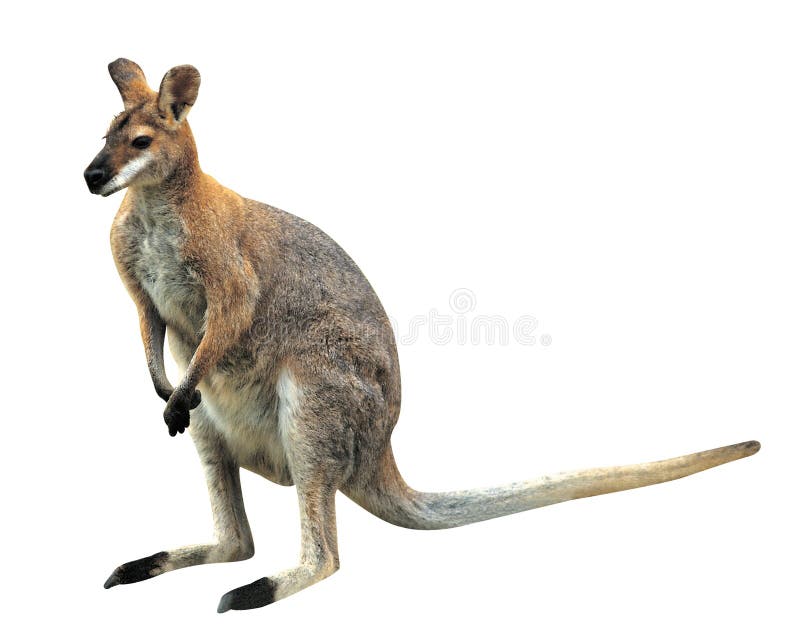 Kangaroo stock photo. Image of rearing, female, mammal, field - 77348