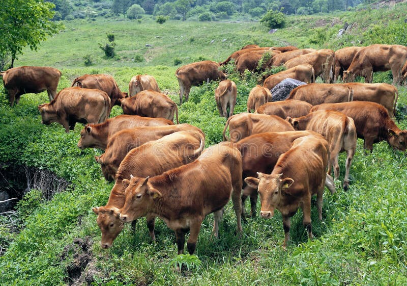 Animal stock image. Image of livestock, grass, meadow - 81564739