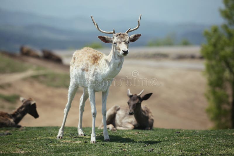 Animal stock photo. Image of moor, moose, zoology, working - 81564970