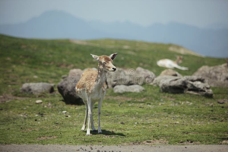 Animal stock photo. Image of working, field, wildlife - 81566022