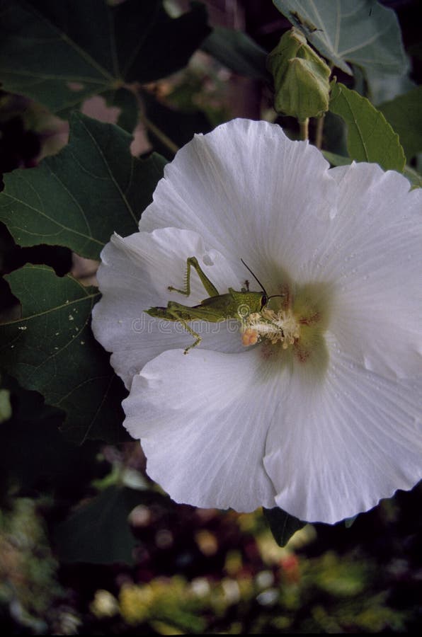 Animal stock image. Image of plant, worm, working, locust - 81567271