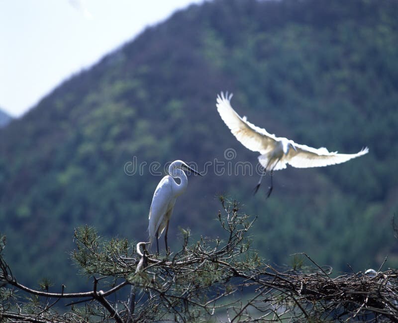 Animal stock photo. Image of animals, gull, working, parrot - 81574284
