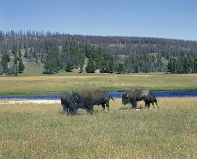 Animal stock photo. Image of field, african, ridge, landscape - 81596060