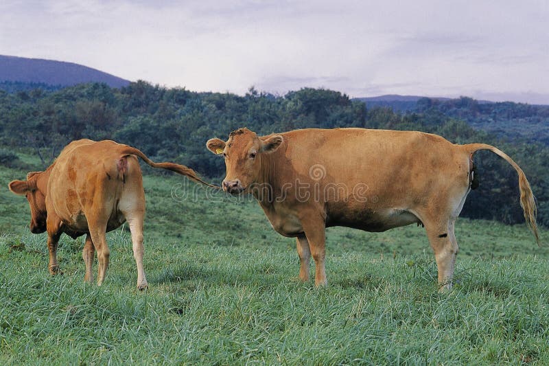 Animal editorial photo. Image of outdoors, livestock - 81597106