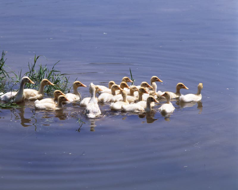 Animal stock photo. Image of bird, gull, working, lake - 81597716