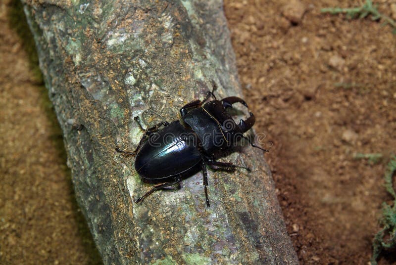 Animal stock image. Image of stick, swarm, insect, outdoors - 82417837