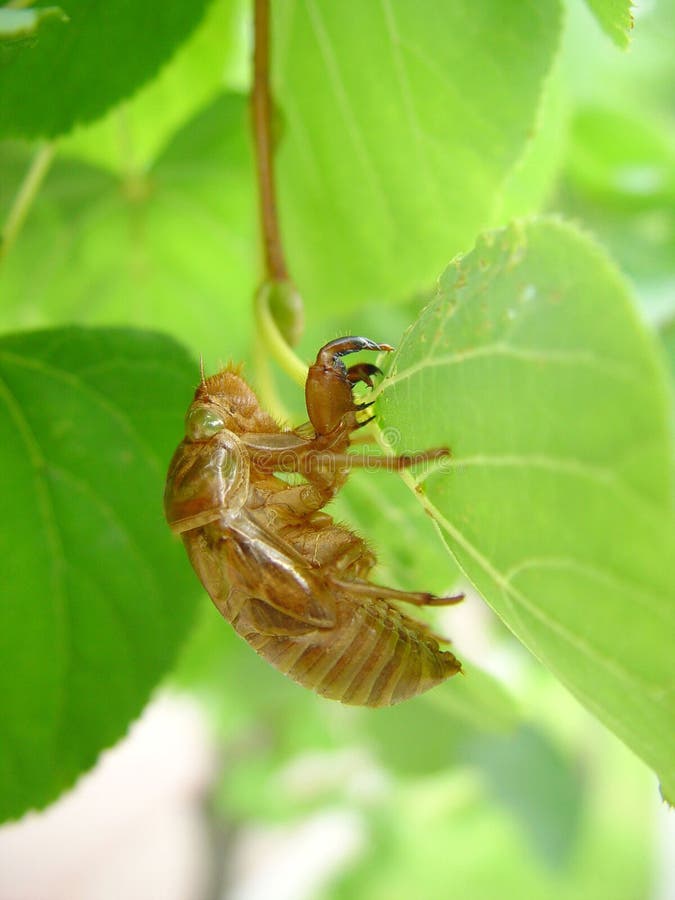 Cicada Cocoon Stock Images - Download 71 Royalty Free Photos