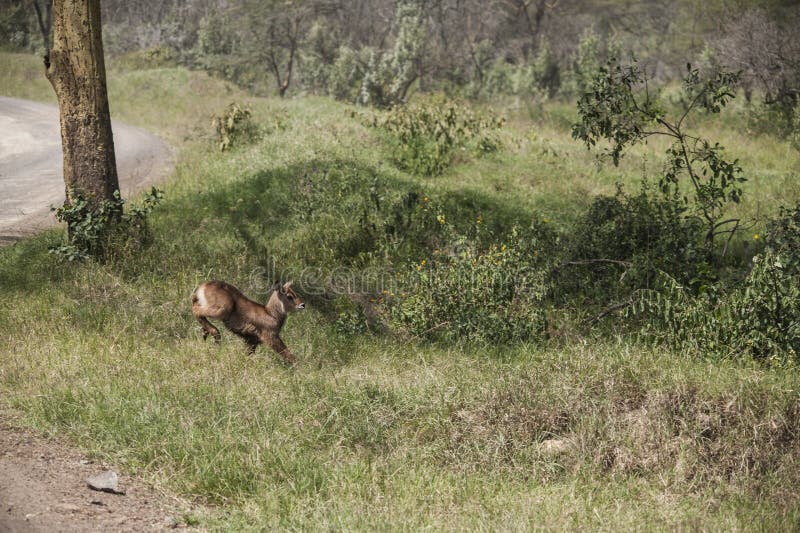 Animal stock photo. Image of bull, field, grass, area - 82430288