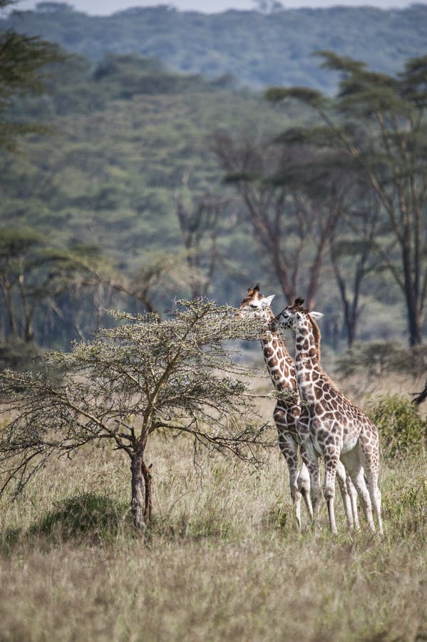Animal stock image. Image of grass, field, working, area - 82430575