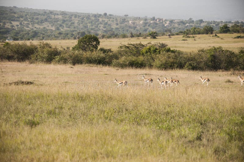 Animal stock image. Image of mammal, working, moose, nature - 82430657