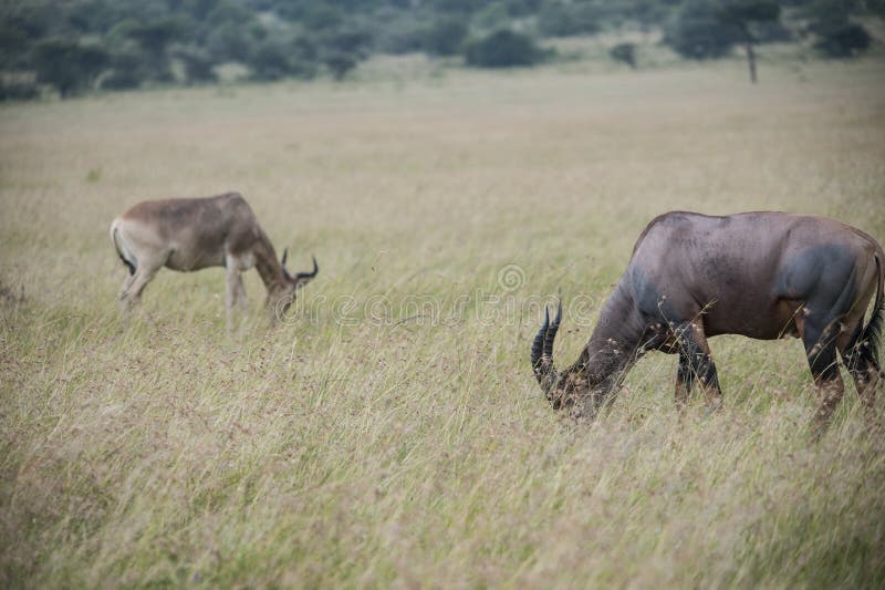 Animal stock photo. Image of wildlife, field, animal - 82430674