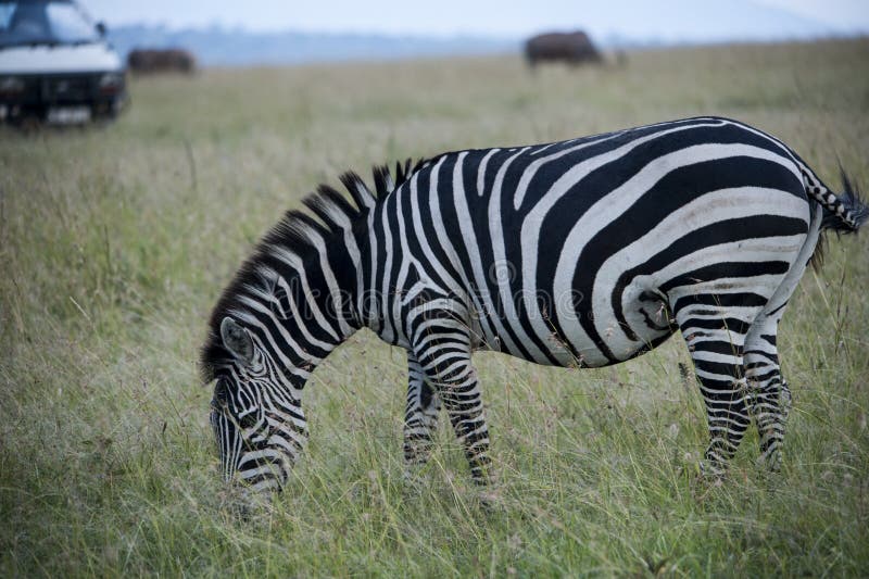 Animal stock image. Image of mare, paddock, working, field - 82438271