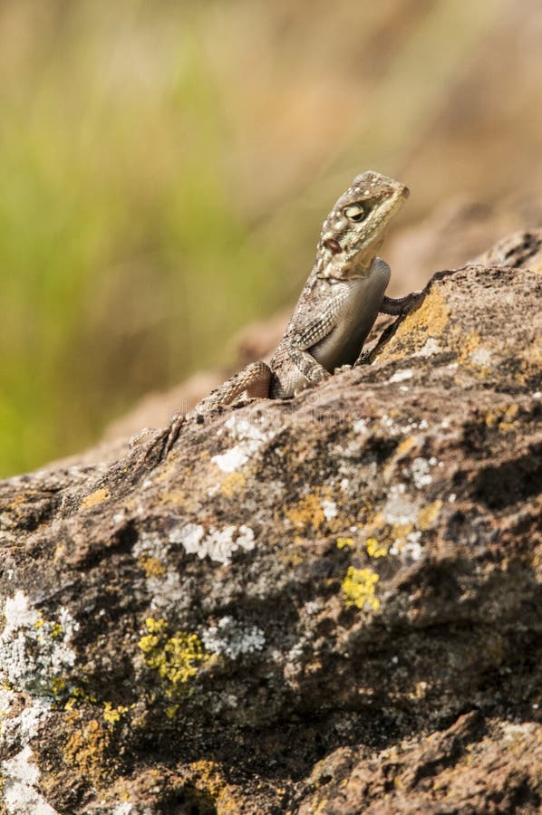 Animal stock image. Image of snake, working, reptile - 82438661