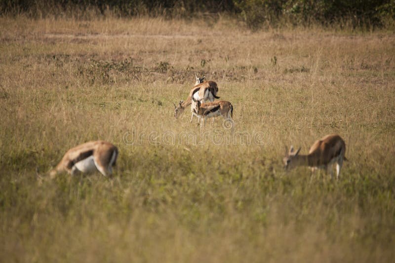 Animal stock image. Image of field, paddock, springbok - 82438765