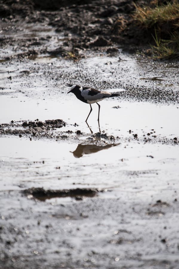 2,948 Mudflat Animal Stock Photos - Free & Royalty-Free Stock Photos ...