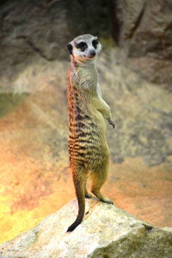 Animal world of the Earth stock photo. Image of macro - 259363032