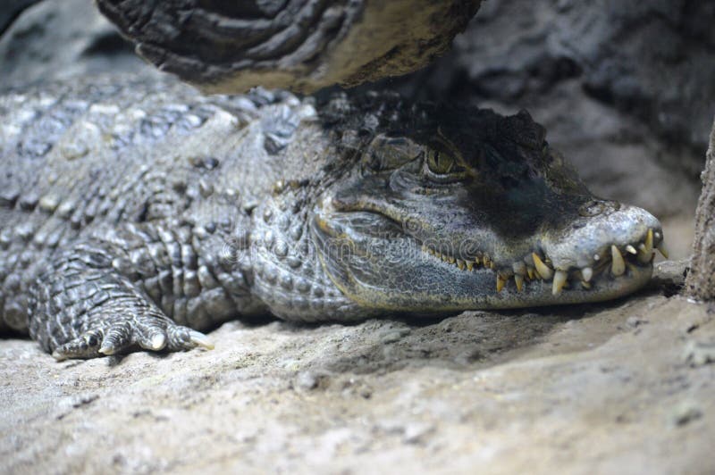 Animal world of the Earth stock image. Image of natural - 259363085