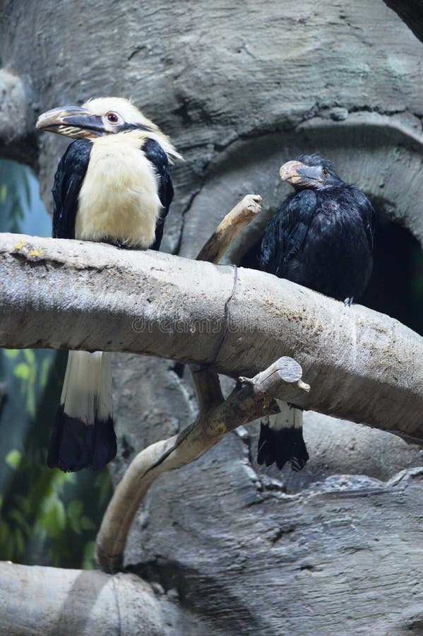 Animal world of the Earth stock photo. Image of south - 259363318