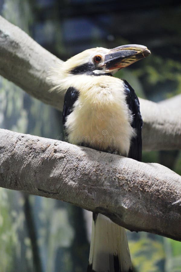 Animal world of the Earth stock image. Image of male - 259363371