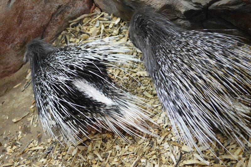 Animal world of the Earth stock image. Image of spring - 259363467