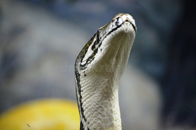 Animal world of the Earth stock photo. Image of avian - 259363704