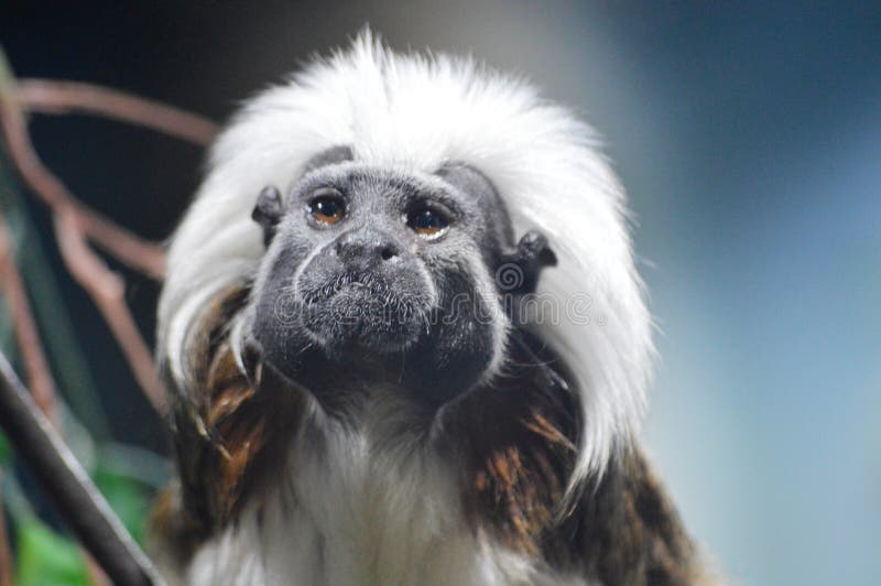 Animal world of the Earth stock image. Image of looking - 259363945