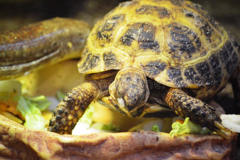 Animal world of the Earth stock image. Image of closeup - 259364215