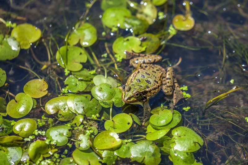 Animal World, Frog in Swamp, Looking Around Stock Image - Image of ...