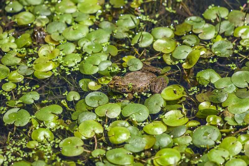 Animal World, Frog in Swamp, Looking Around Stock Photo - Image of pond ...