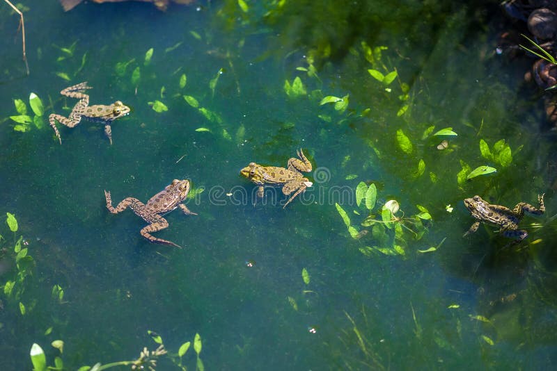 Animal World, Frogs in Swamp, Looking Around Stock Photo - Image of ...