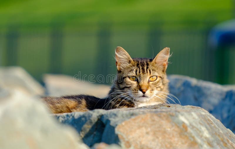 Istanbul, Turkey. Three-colored Cat Resting in the Sun Stock Image ...
