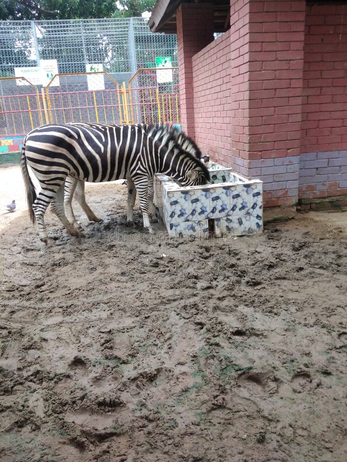 Animal - when the Zebra Eats at the Zoo Stock Photo - Image of zebra ...