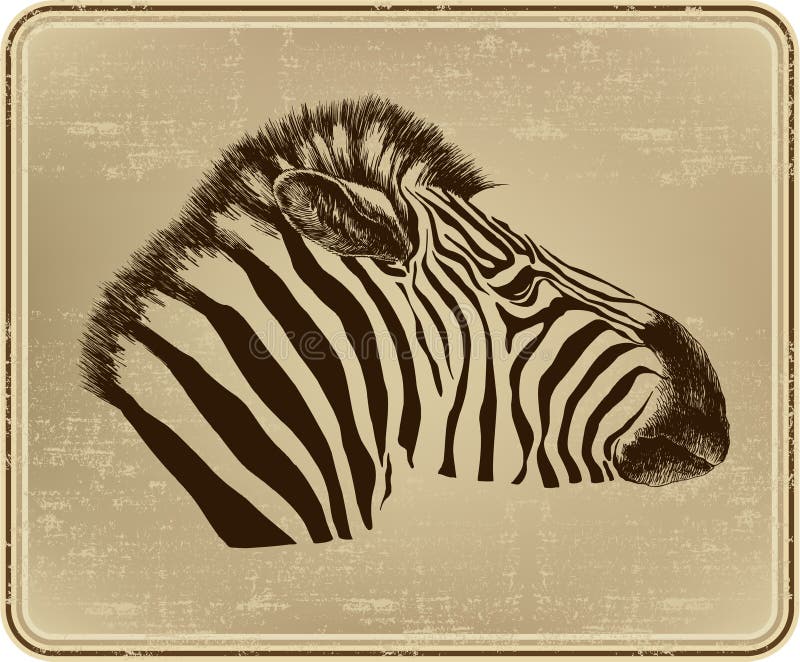 Animal Zebra, Vector Illustration. Stock Illustration - Illustration of ...