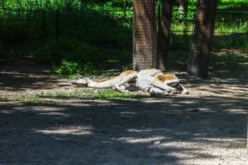 The Animal in the Zoo is Basking in the Sun Stock Photo - Image of ...