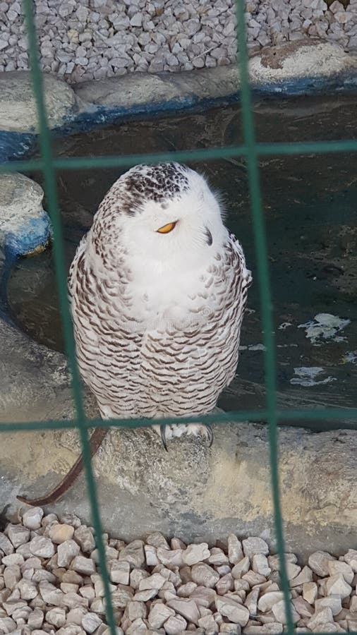 Animal zoo life beautiful stock image. Image of animal - 142379735