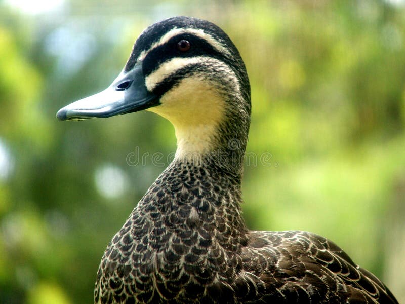 Animale - Anatra Con Priorità Bassa Vaga Immagine Stock - Immagine di ...