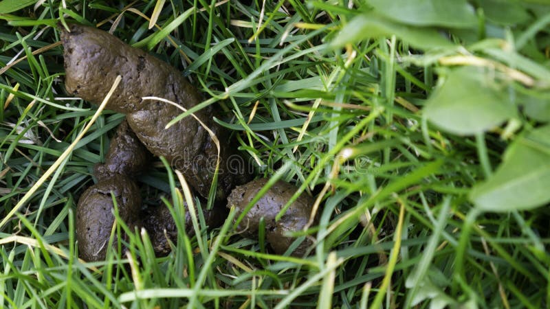 Animale Caca Dans L'herbe Verte Image stock - Image of creusé, privé ...