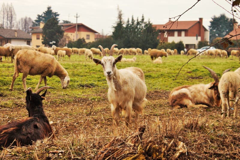 Animale Da Allevamento, Capra Immagine Stock - Immagine di panorama ...